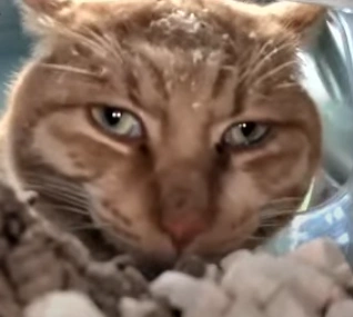 Brother fresh | Fandom