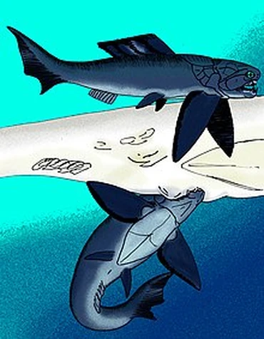 what next in palaeozoic gallery? | Fandom