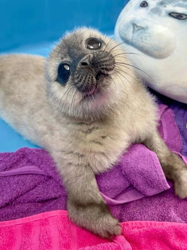 I'm sooooooooooooooooooooooo eepy | Fandom