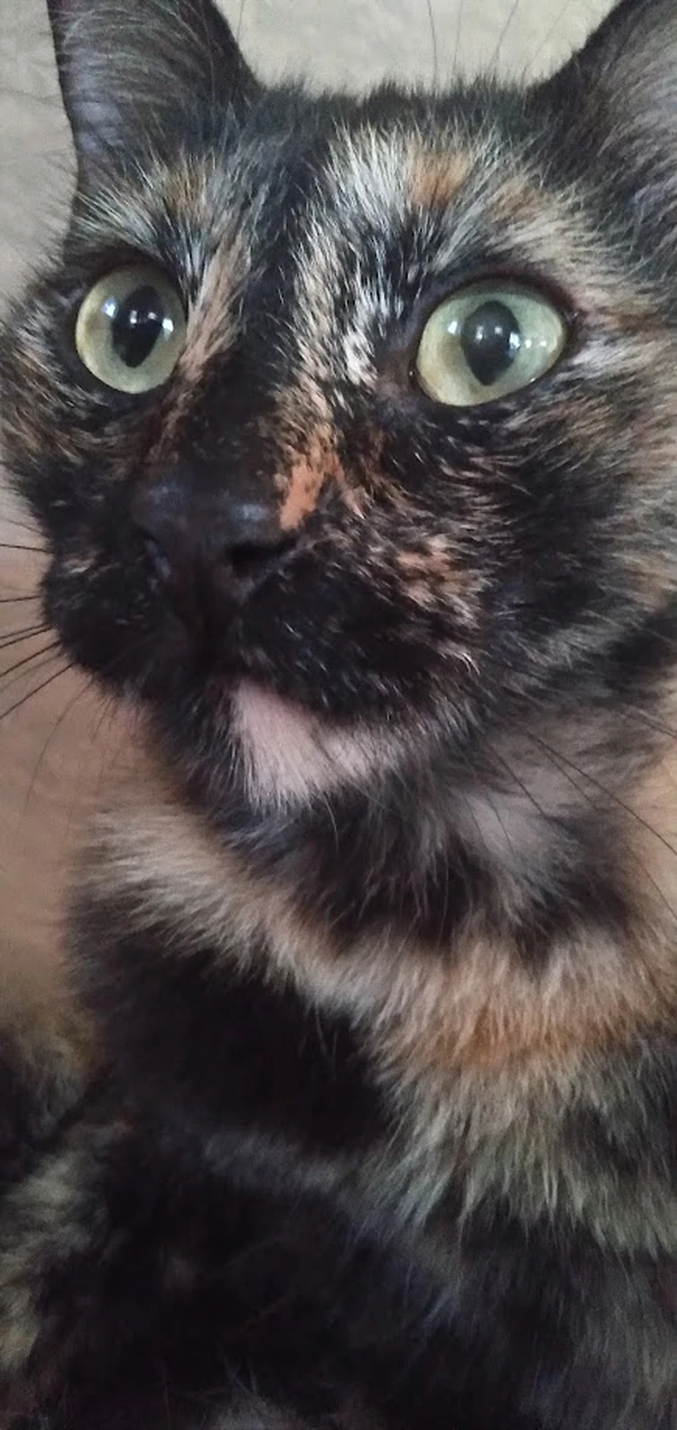 I wanna make a tier list template on tiermaker consisting of wiki users ...