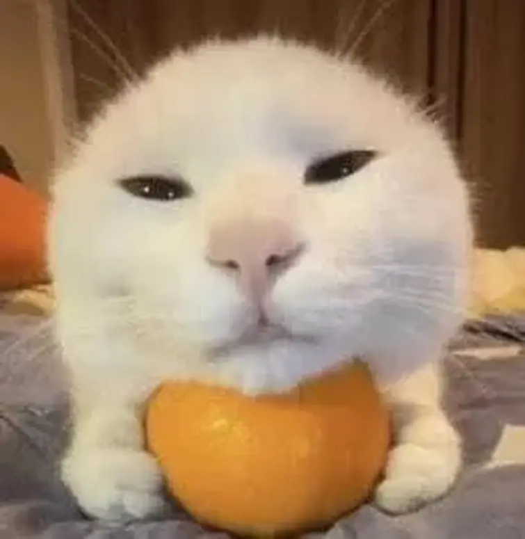 Discuss Everything About Silly Cat TV Series Wiki | Fandom