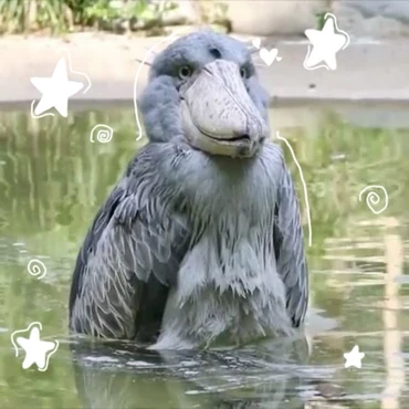 Shoebill | Fandom