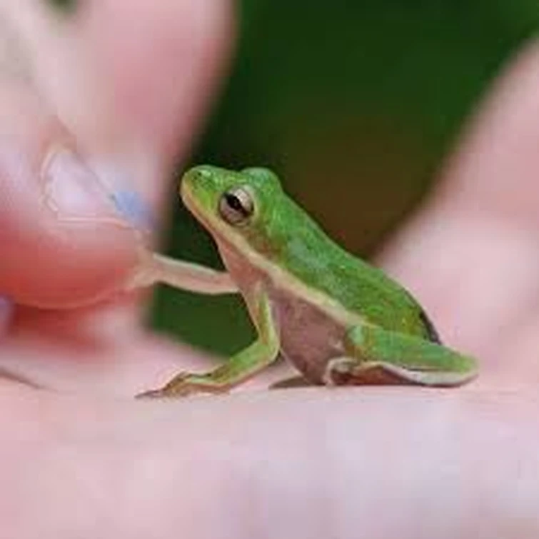 tiny frogs | Fandom
