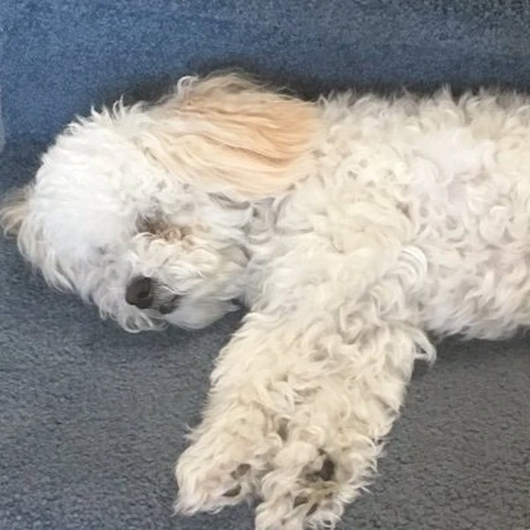 floof | Fandom