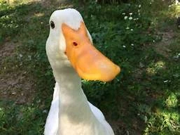 LF neon happy duckling | Fandom