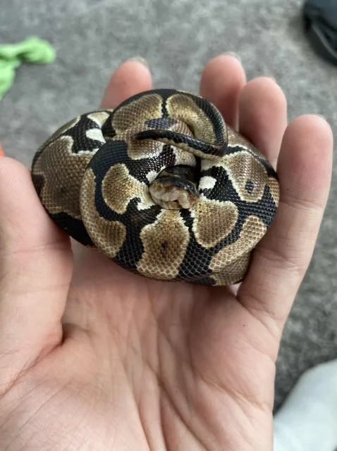 It's official, Imma get a snake | Fandom