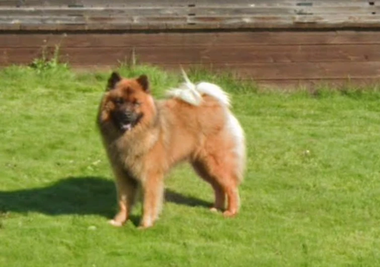 Dog | Fandom