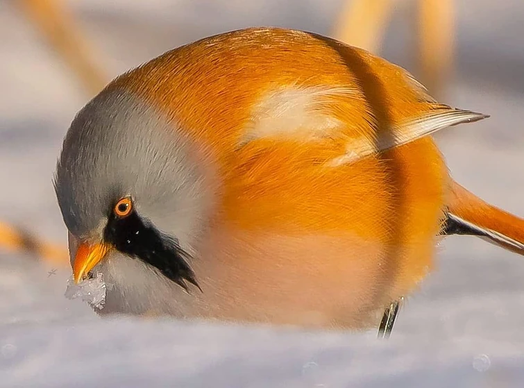 let me introduce to you: bearded reedling, world's roundest bird | Fandom