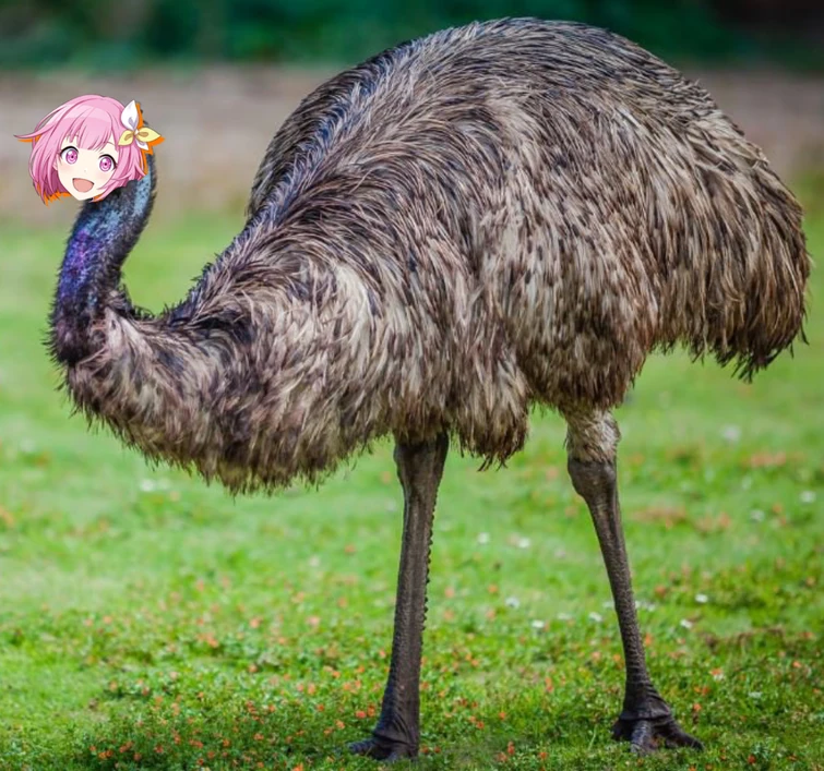 emu | Fandom
