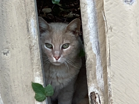 Y’all my irl cat | Fandom