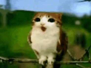 Is meowl cute | Fandom