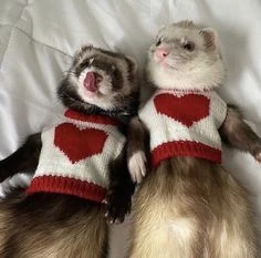 random qotd rq | Fandom