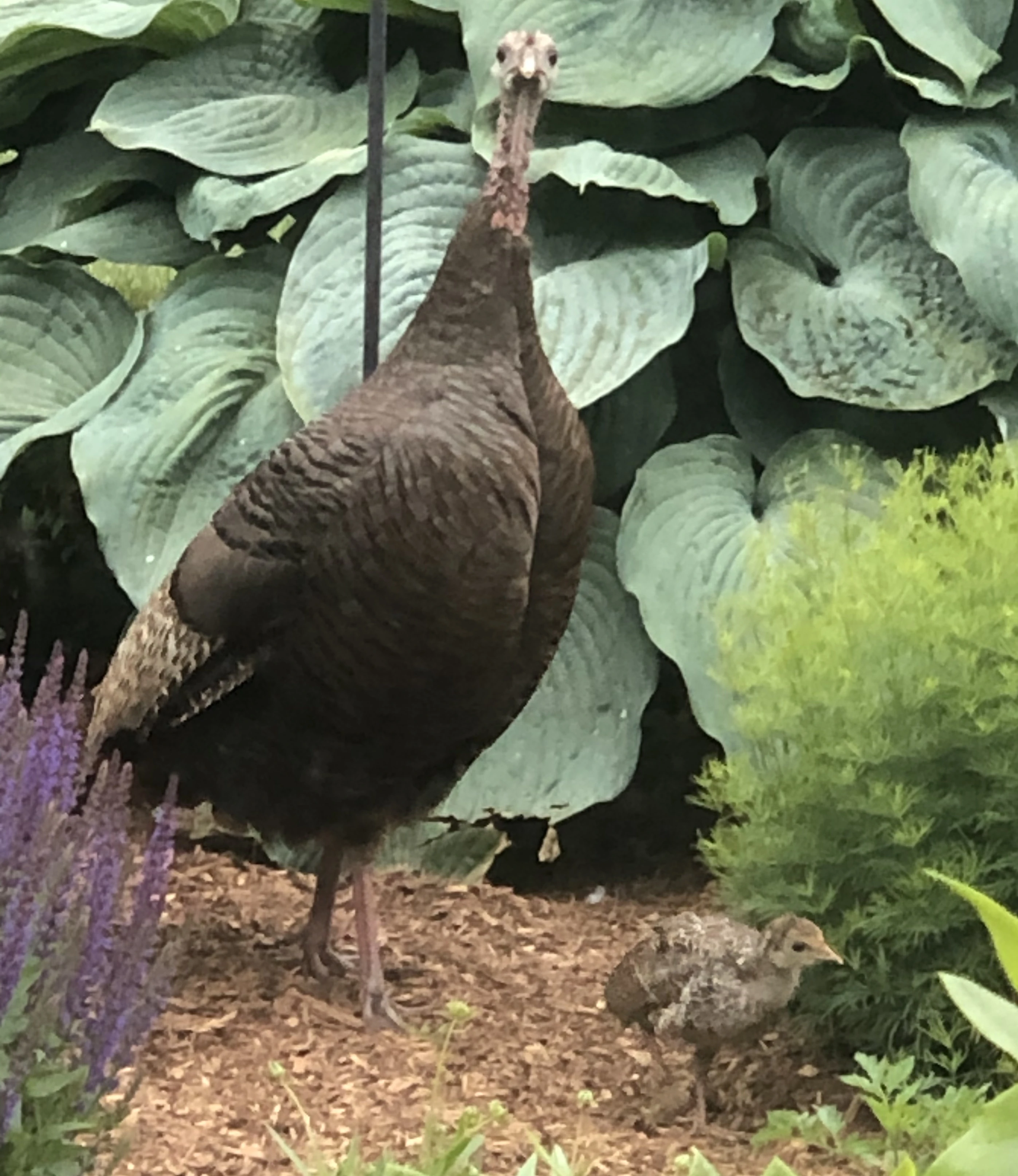 Pet turkey for trade! | Fandom