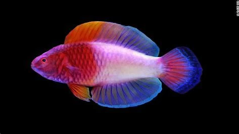 Believe it or not this fish is real | Fandom