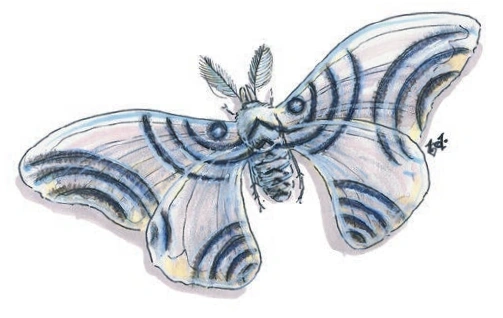 Gloomwing | 2e D&D Wiki | Fandom