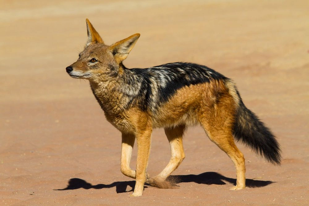 Jackal | 2e D&D Wiki | Fandom