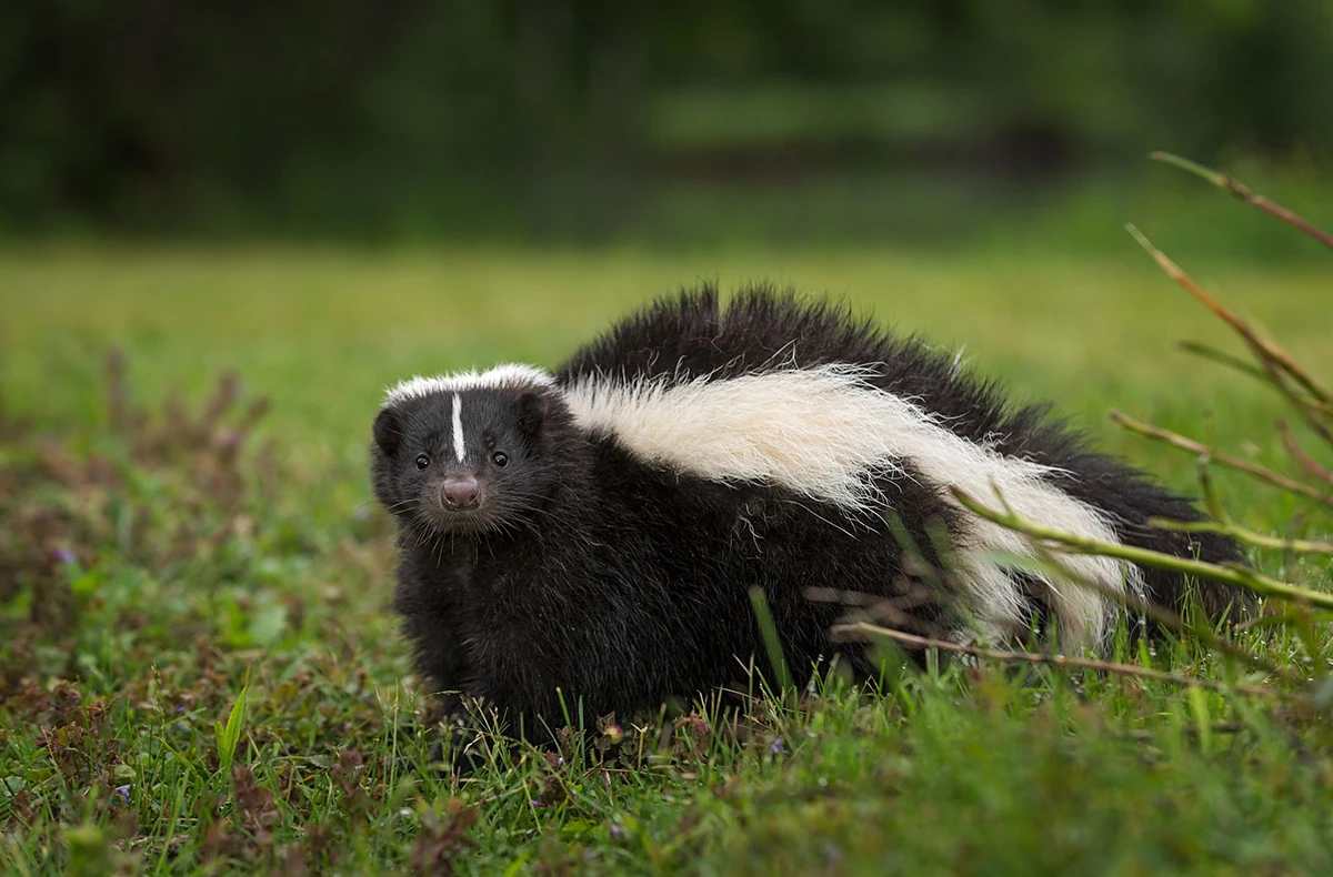 Skunk | 2e D&D Wiki | Fandom