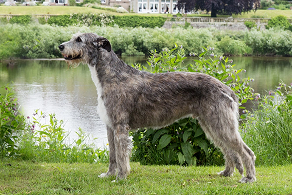 Dog (MM) | 2e D&D Wiki | Fandom