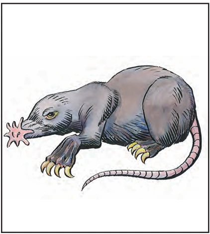 Brain Mole | 2e D&D Wiki | Fandom