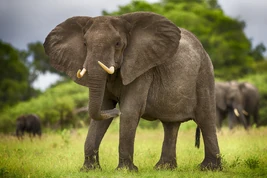 Elephant | 2e D&D Wiki | Fandom