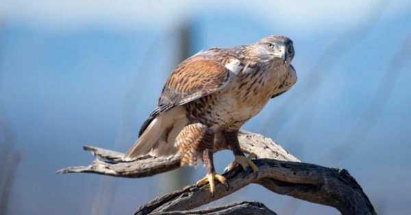 Hawks | 2e D&D Wiki | Fandom