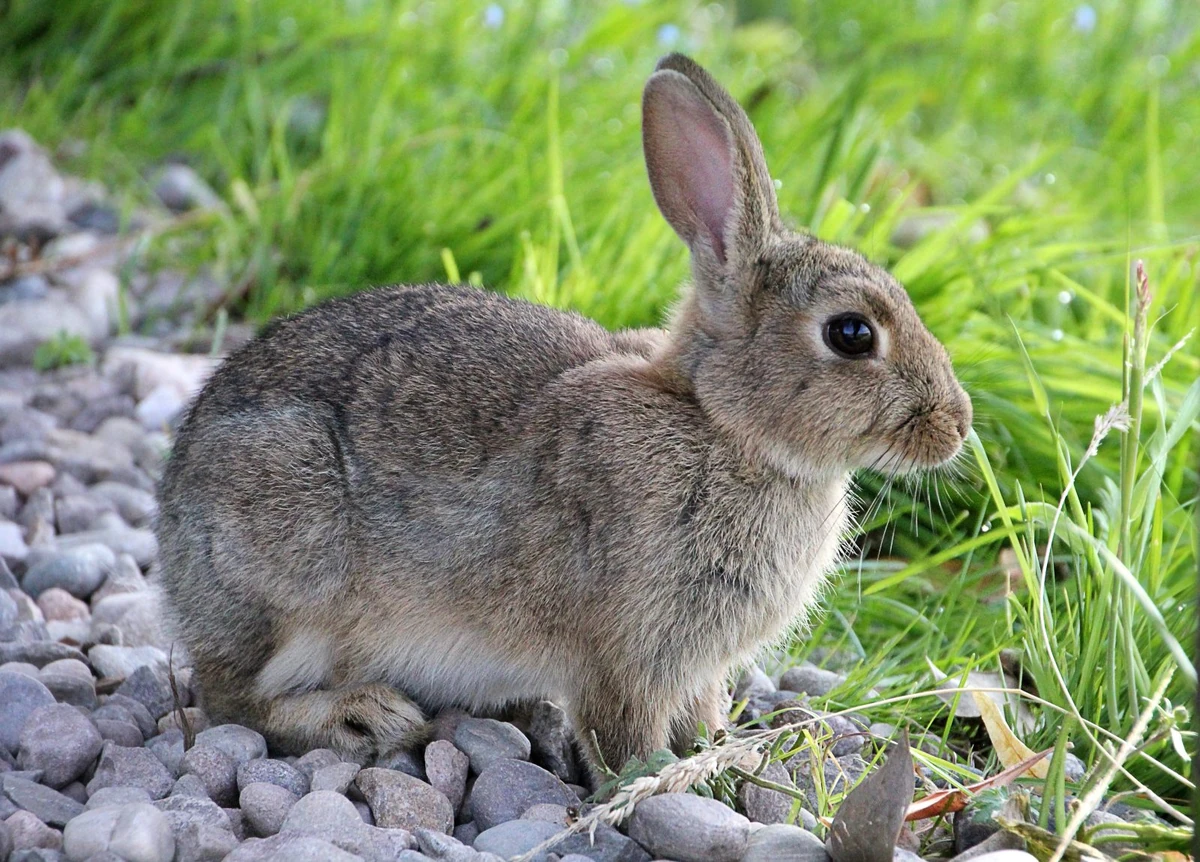 Lagomorph | 2e D&D Wiki | Fandom