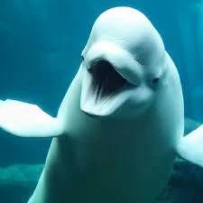 Beluga | Fandom