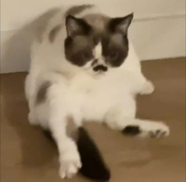 Meow meow mrrp mrrp mrrp mew mew miau meow meow mrrp miau mew mew miao meow mrrp mrrp mew mrrp ...