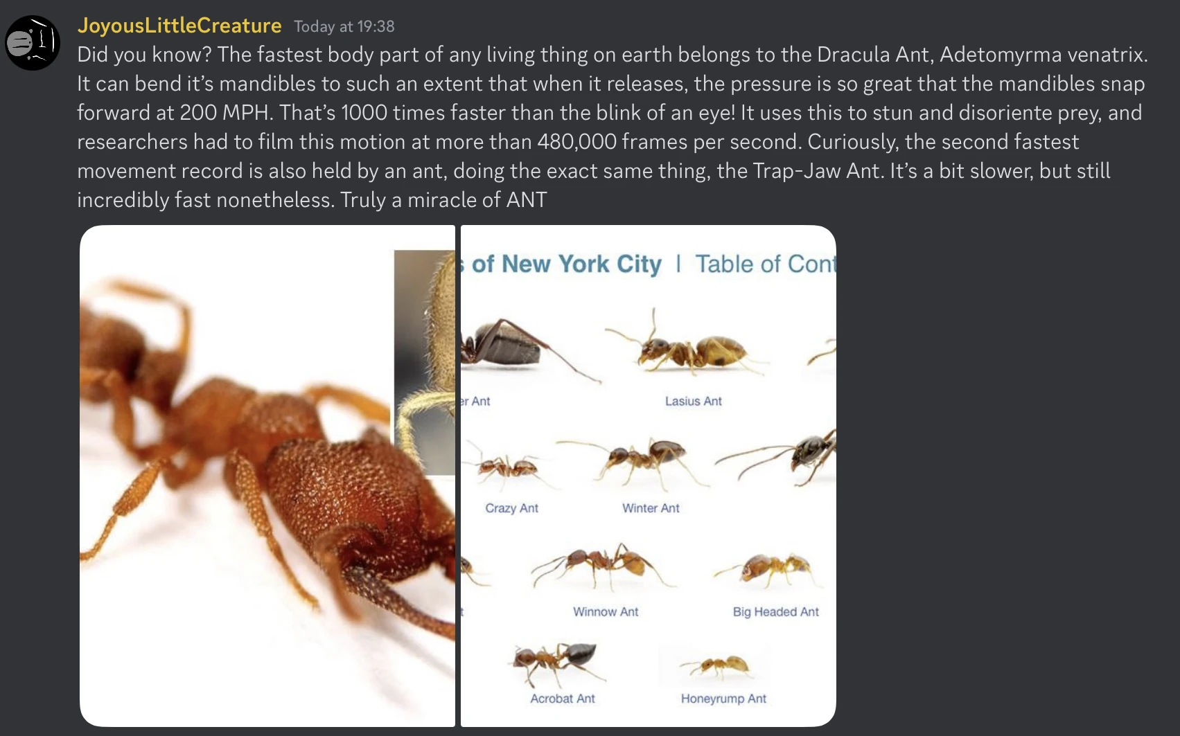 listing ant species from memory in no particular order | Fandom