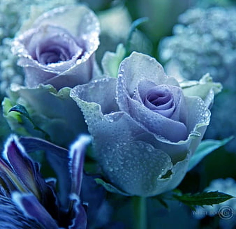 My bestie if she was a…. | Fandom