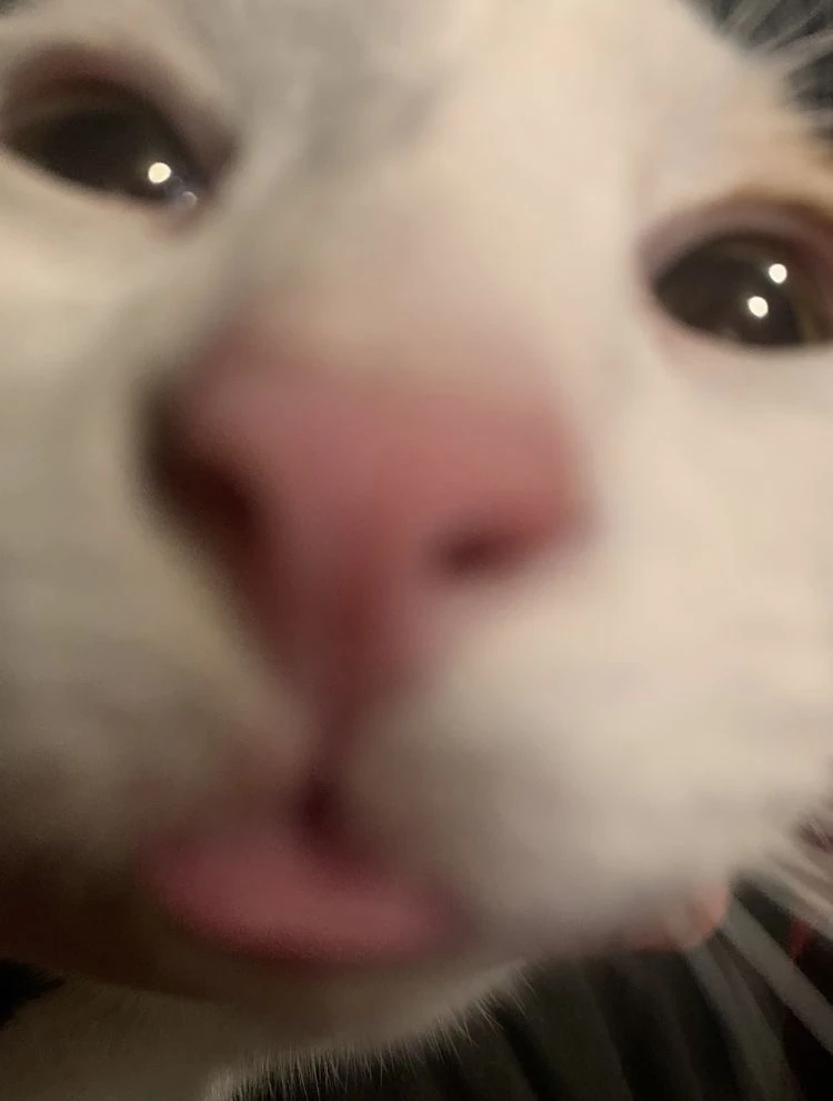 Blehhhhhh :p | Fandom