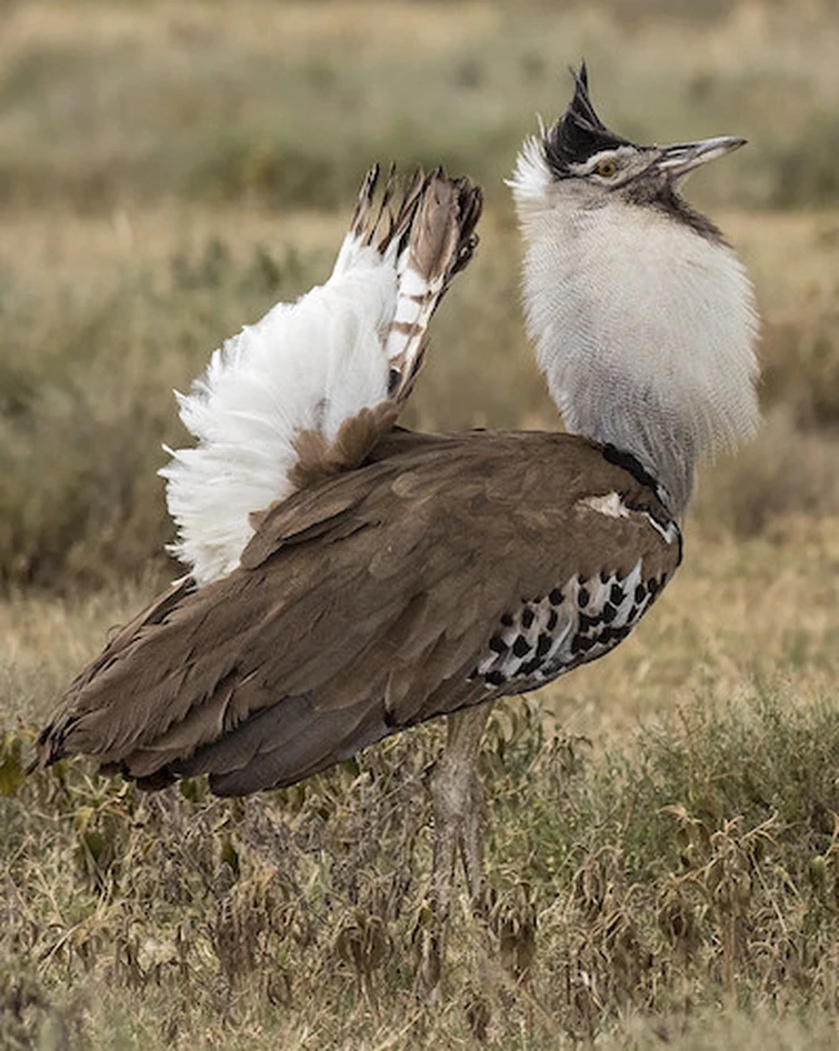 Discuss Everything About Feather Family Wiki | Fandom