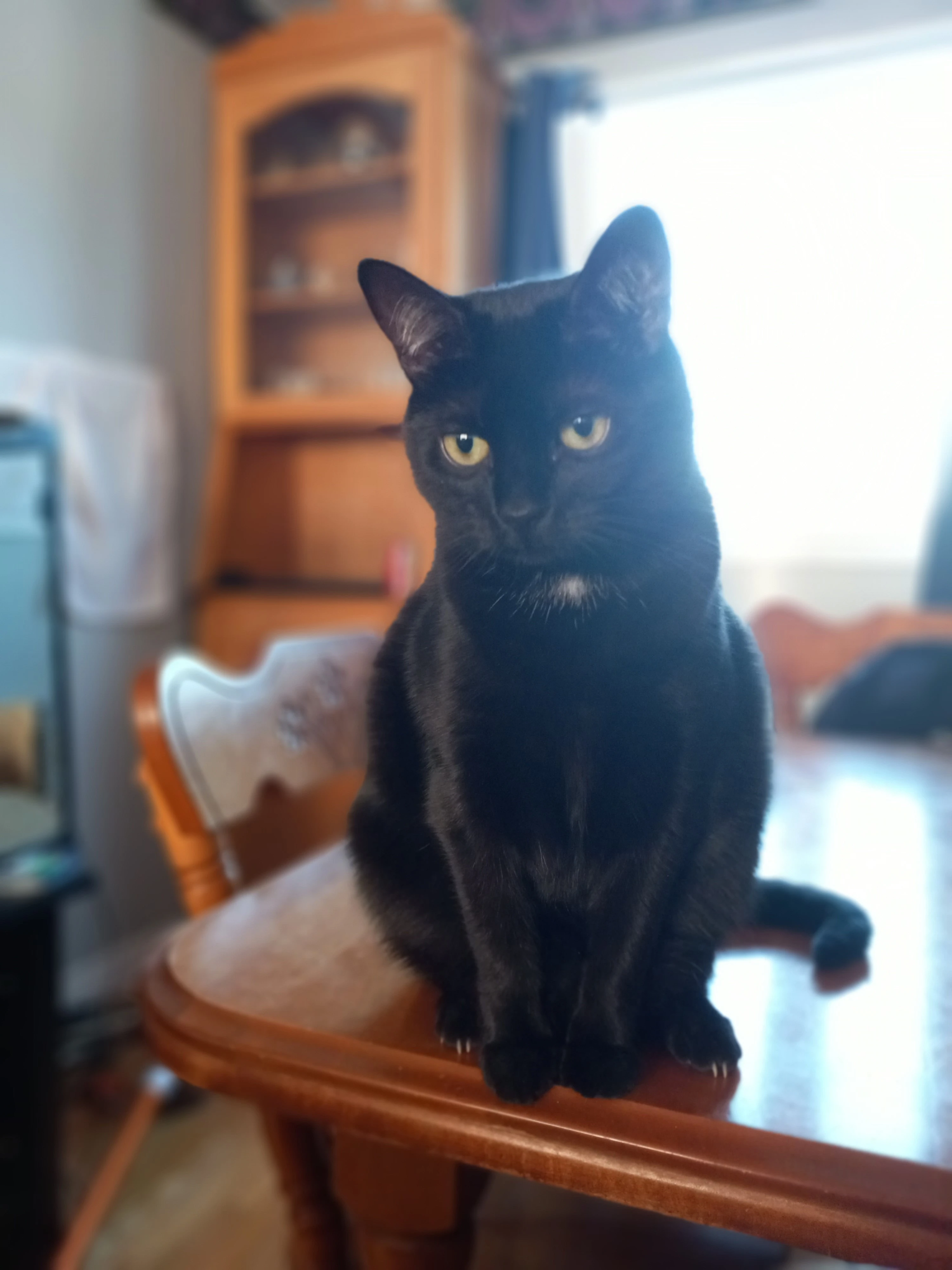 just a bunch of photos of my cats without further context | Fandom