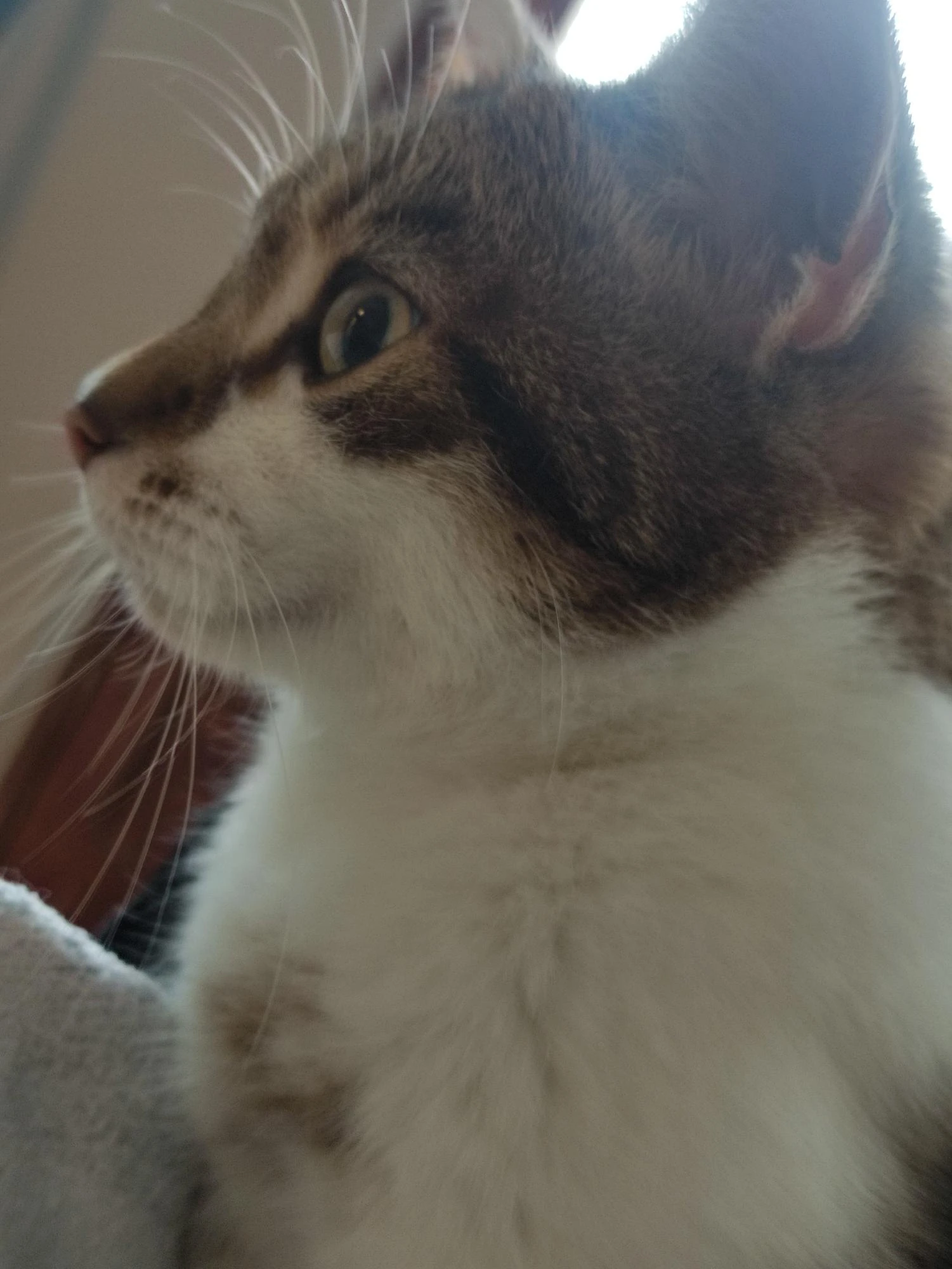 It's 4am and I'm tired and bored so here's a random Pic of my cat | Fandom