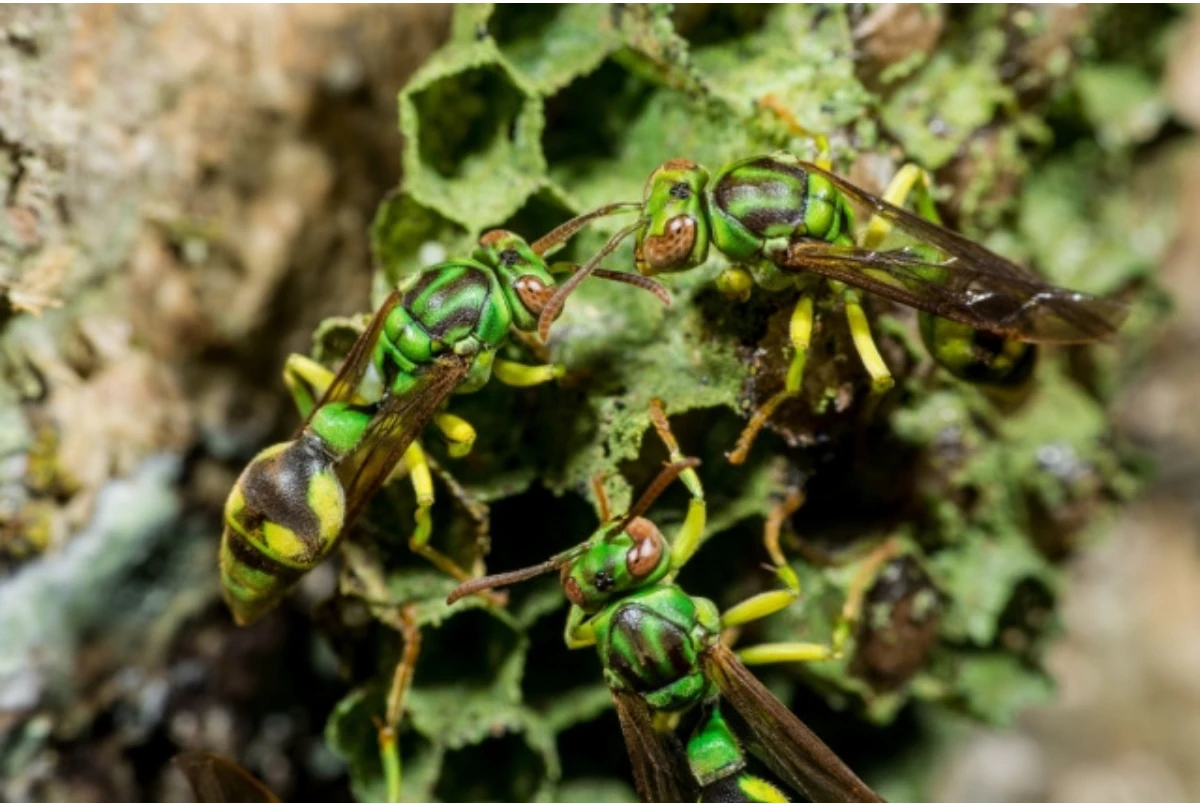 BW Waspinator | Fandom