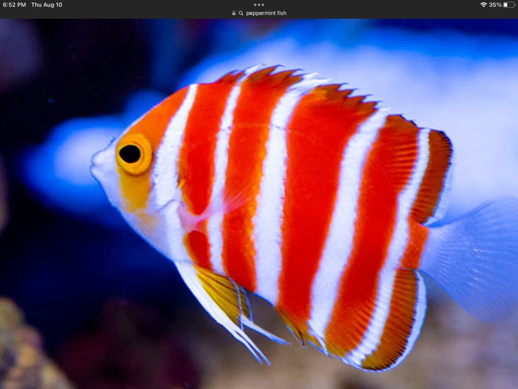 Gimme ideas for aquatic guys for peppermintous | Fandom