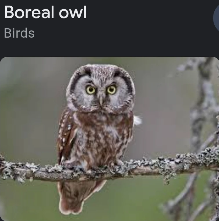 cos creatures irl (VERY diverse) | Fandom