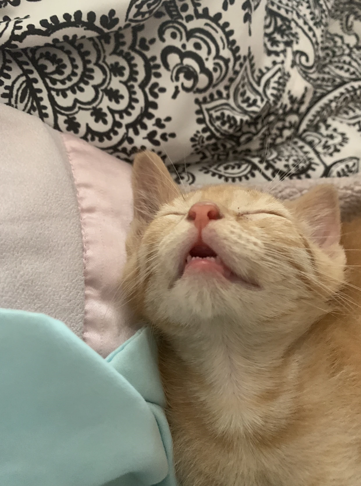 I don’t know, it’s a cat | Fandom