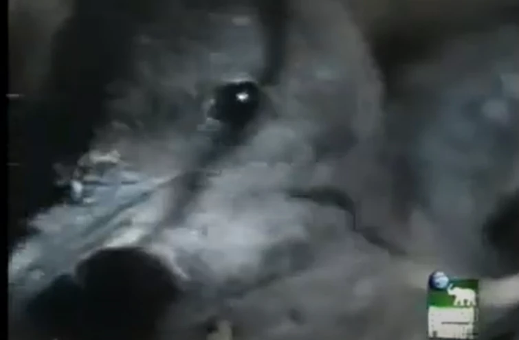 Discuss Everything About NatureRules1 Wiki | Fandom