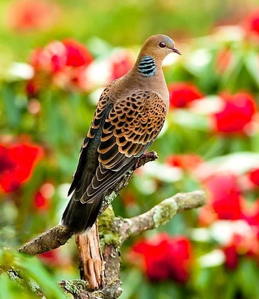 Which dove should I comm as a skin? | Fandom