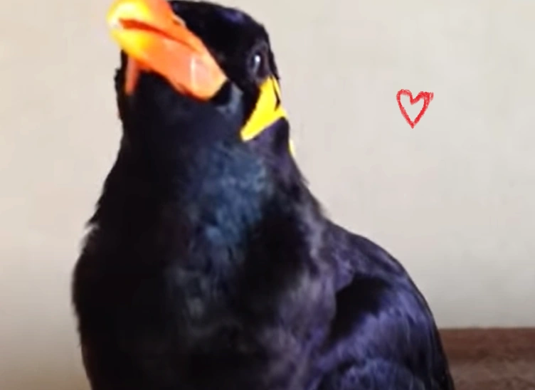 OMG THAT BIRD IS SO CUTE IM GONNA STEAL IT NOW | Fandom