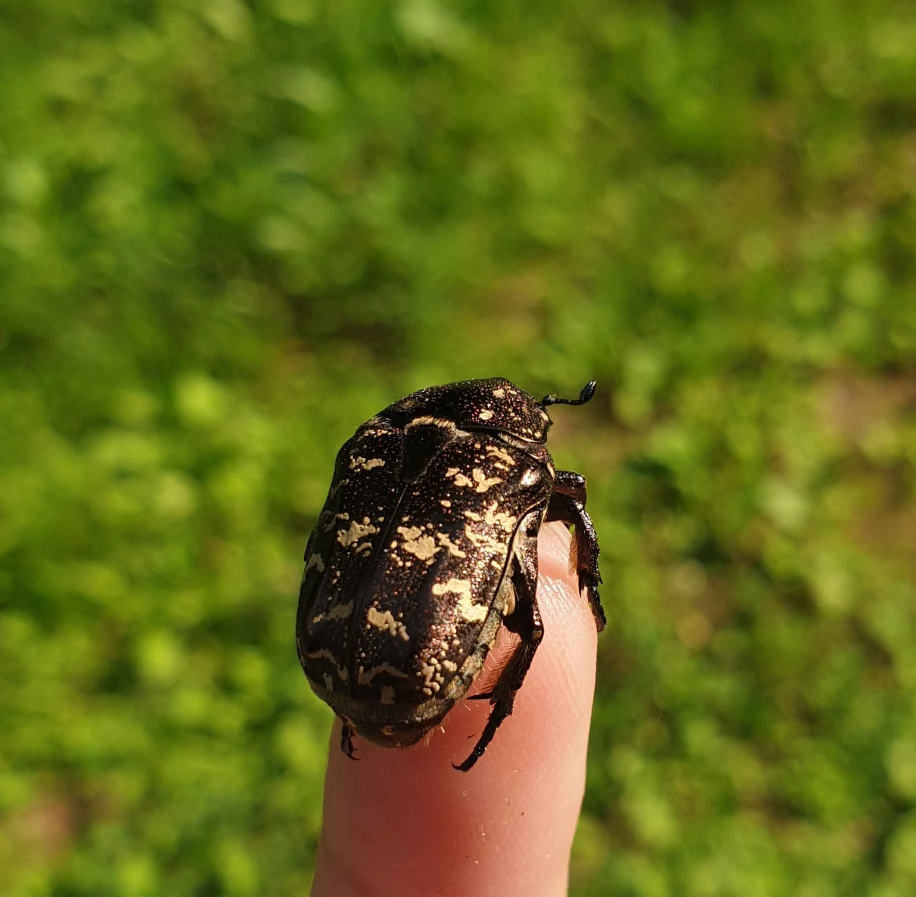 Silly beetle | Fandom