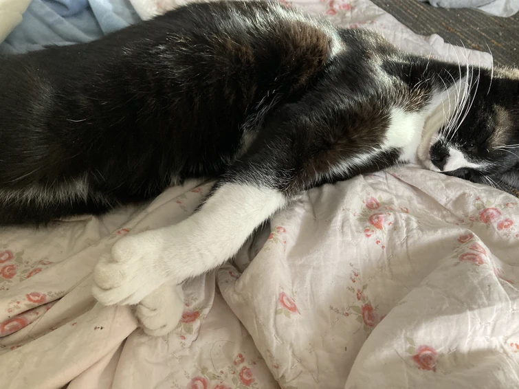 My super cool cats | Fandom