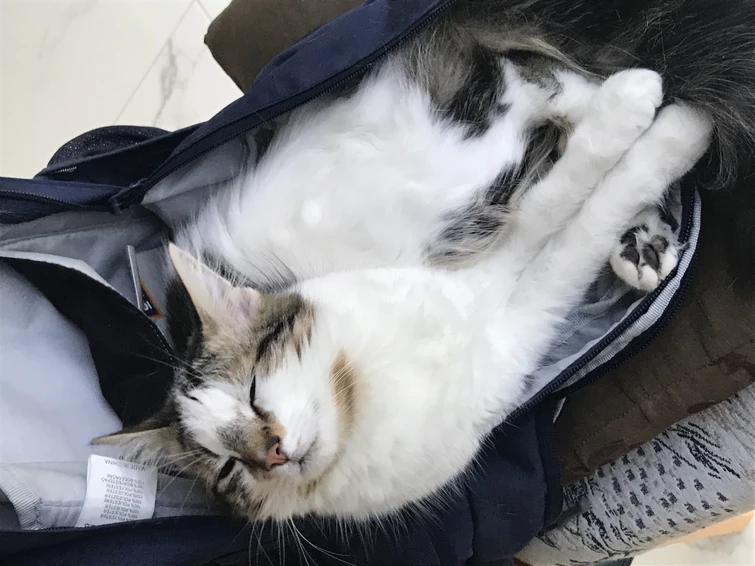 Off Topic Cat (WARNING: very eepy-sleepy) | Fandom