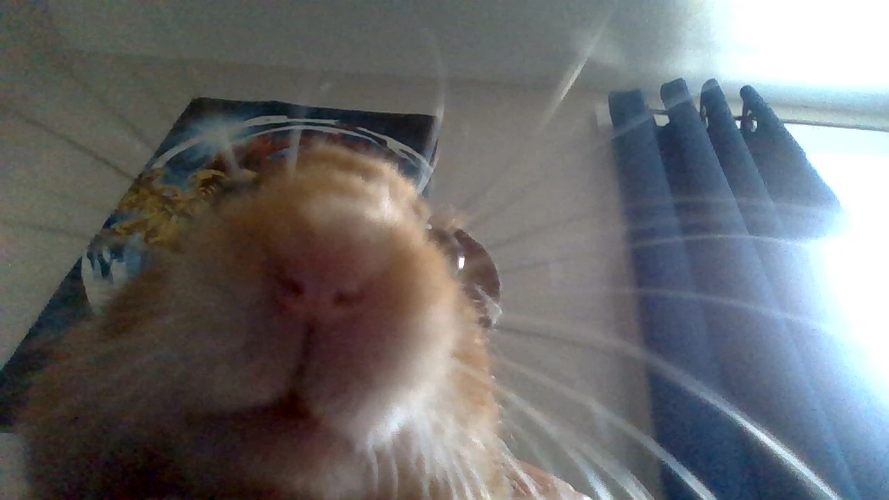 hampter jumpscare | Fandom