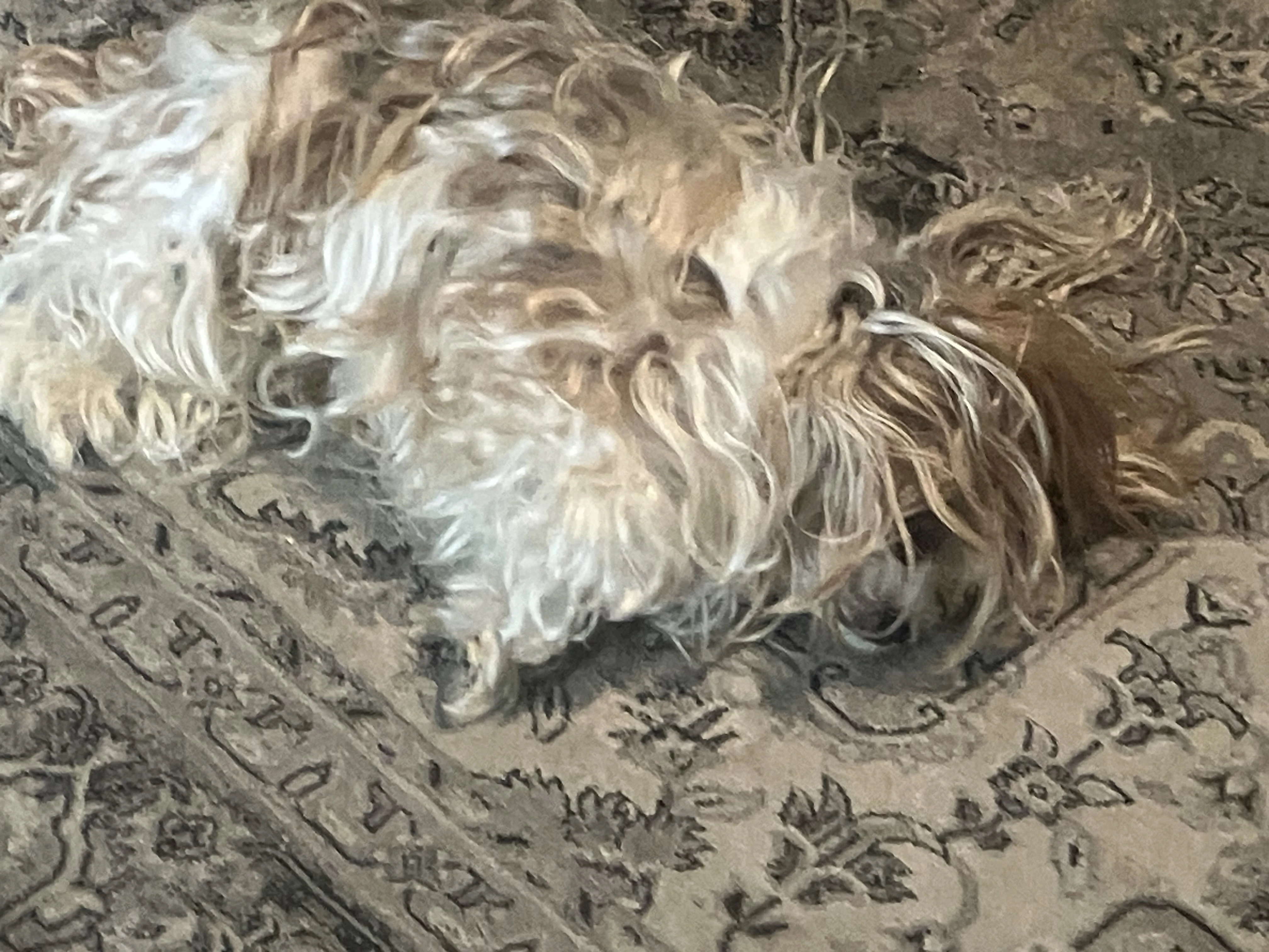 dog | Fandom