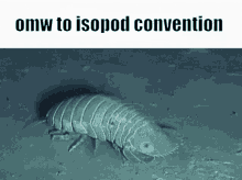 Isopod appreciation post | Fandom