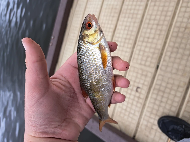 Fishing results (irl fish) | Fandom