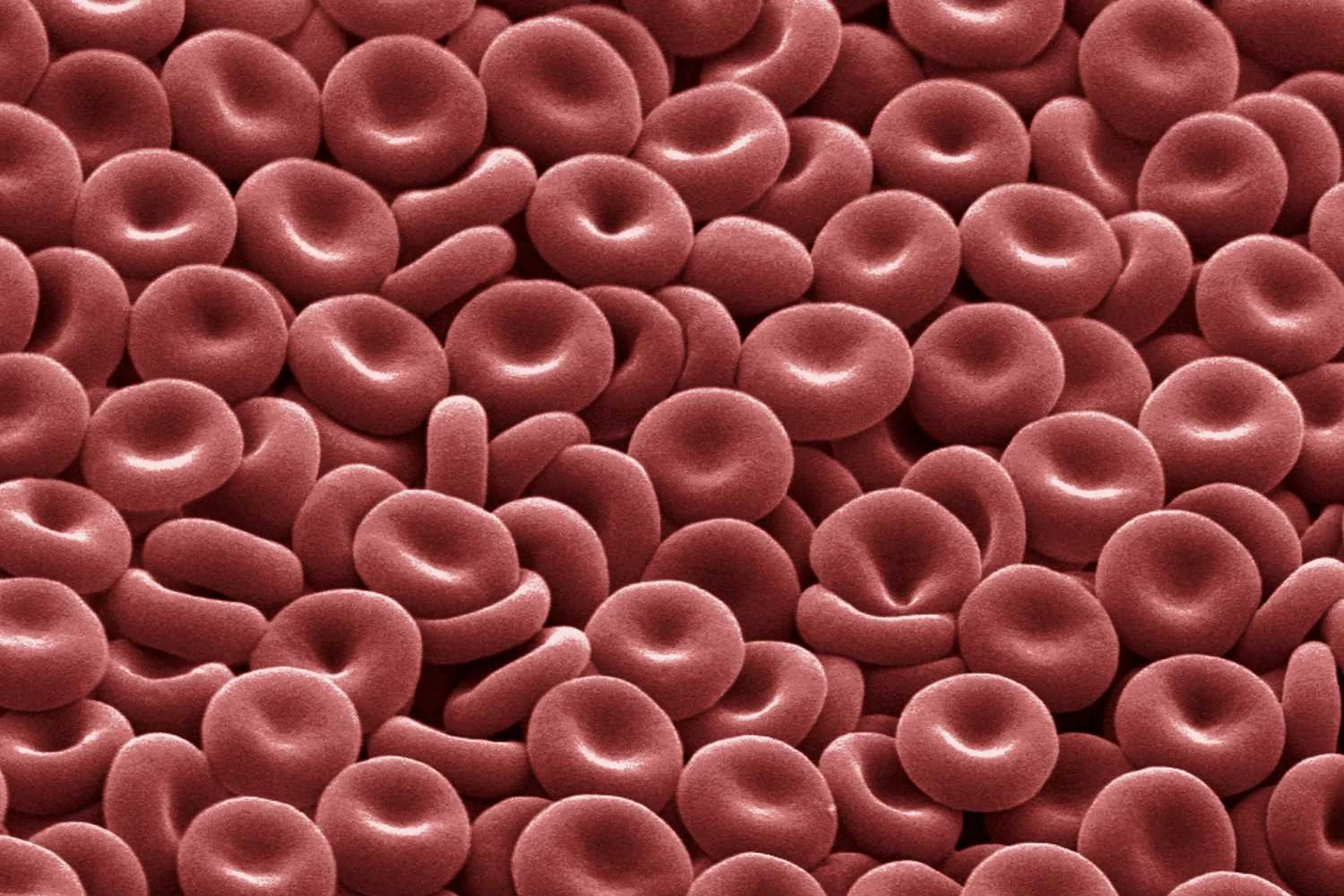 Why do red blood cells look like scrumptious gummies | Fandom