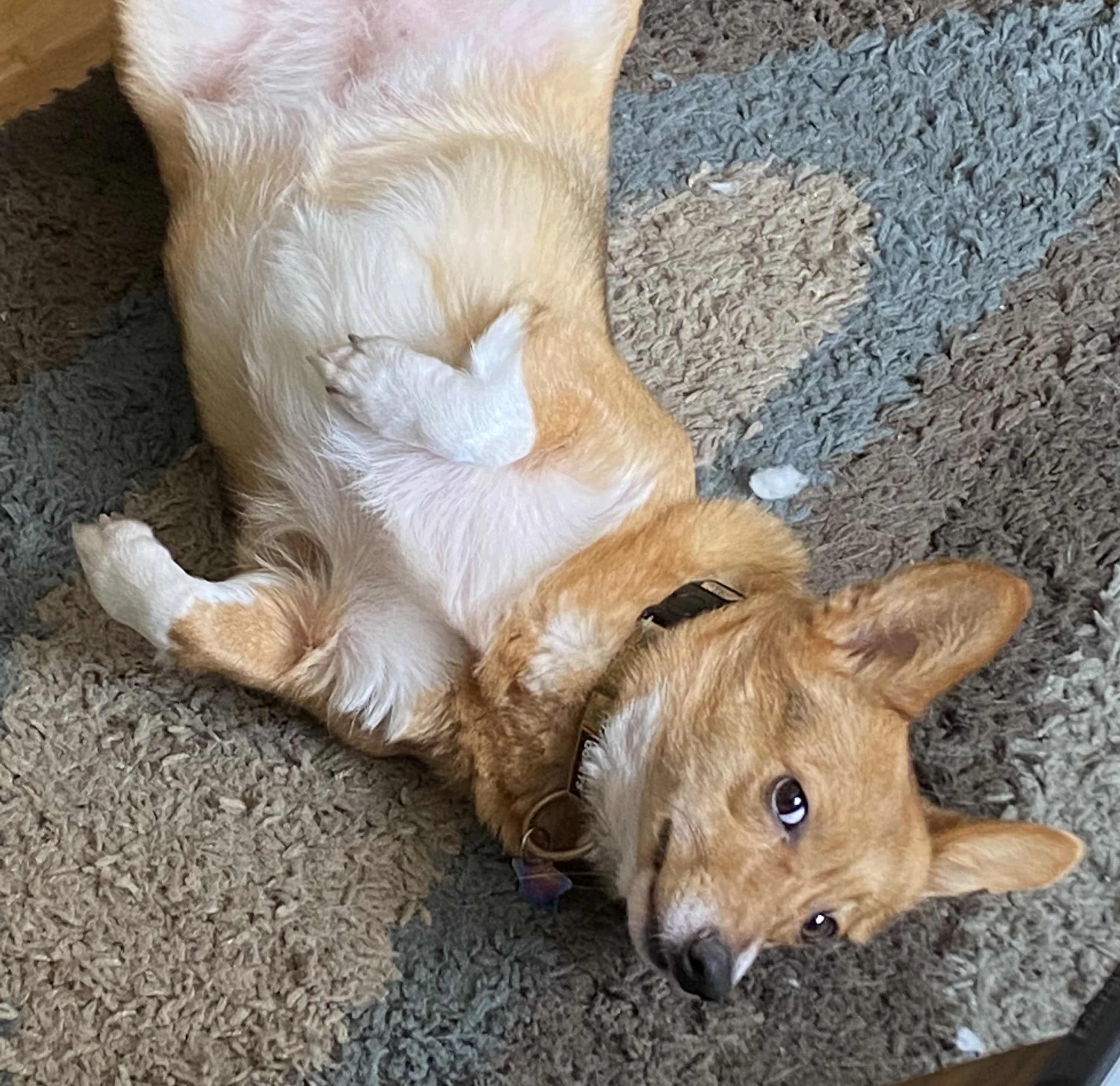 scared for enstars event announcement tonight | Fandom